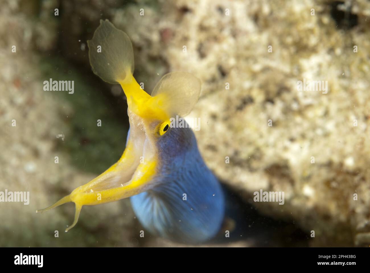 Nose moray eel, Ghost moray eel, Nose moray eels, ribbon eels ...