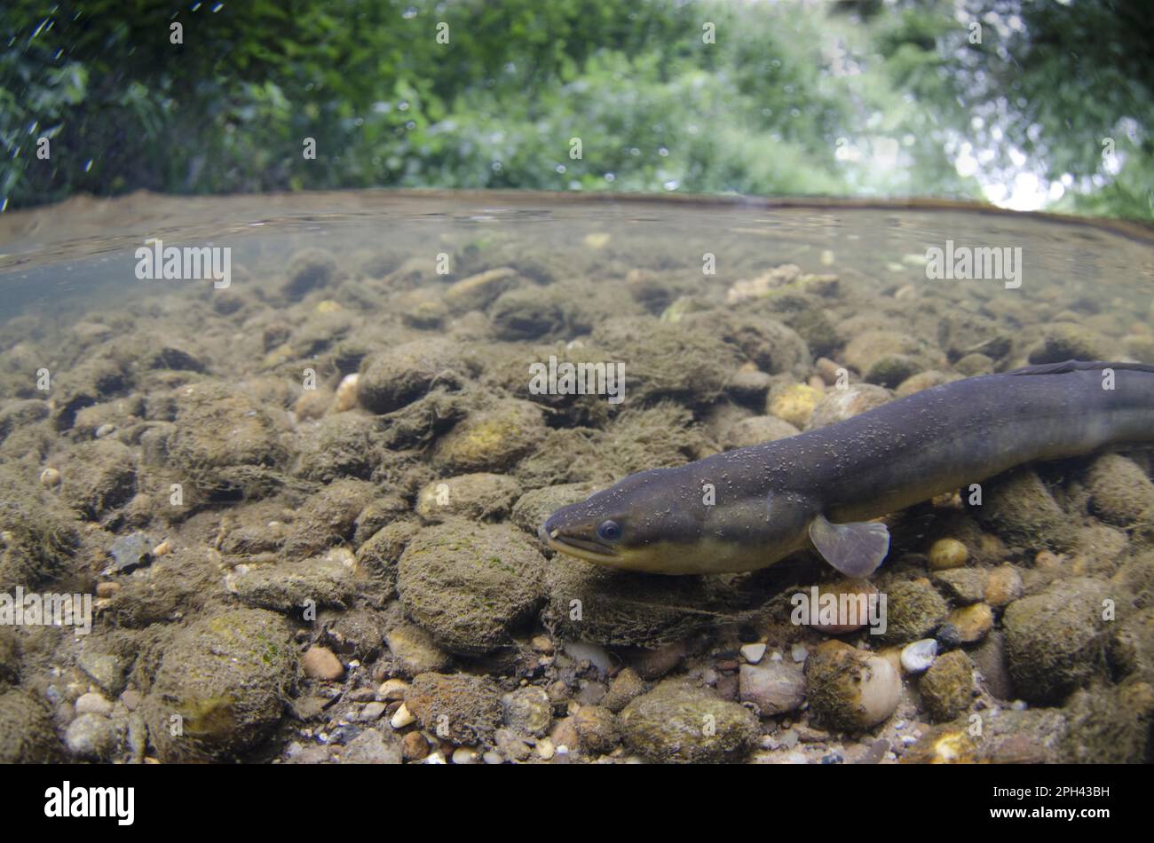 European Eel (Anguilla anguilla) adult, swimming over riverbed in ...