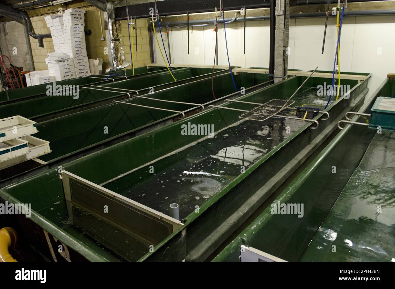 European Eel (Anguilla anguilla) holding tanks for elvers at captive ...