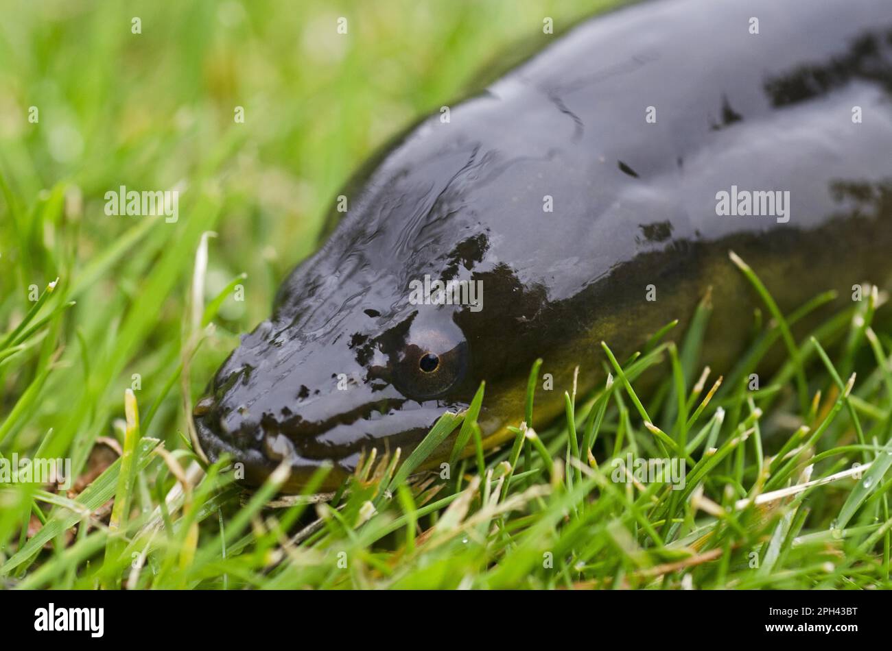 European Eel (Anguilla anguilla) adult, close-up of head, on grass ...