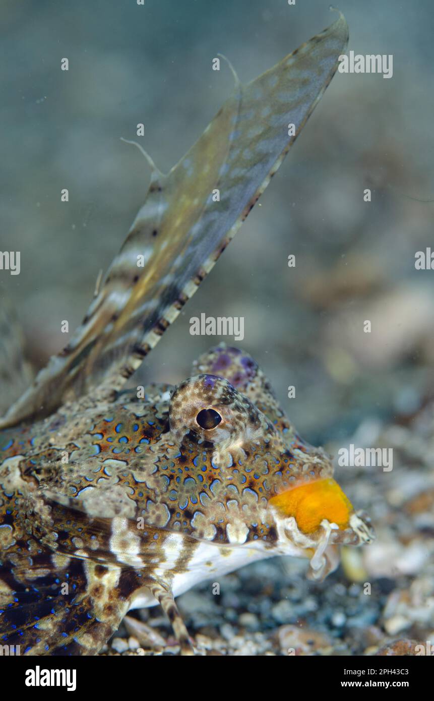 Kuiter's Dragonet (Dactylopus kuiteri) adult, close-up of head, Lembeh ...