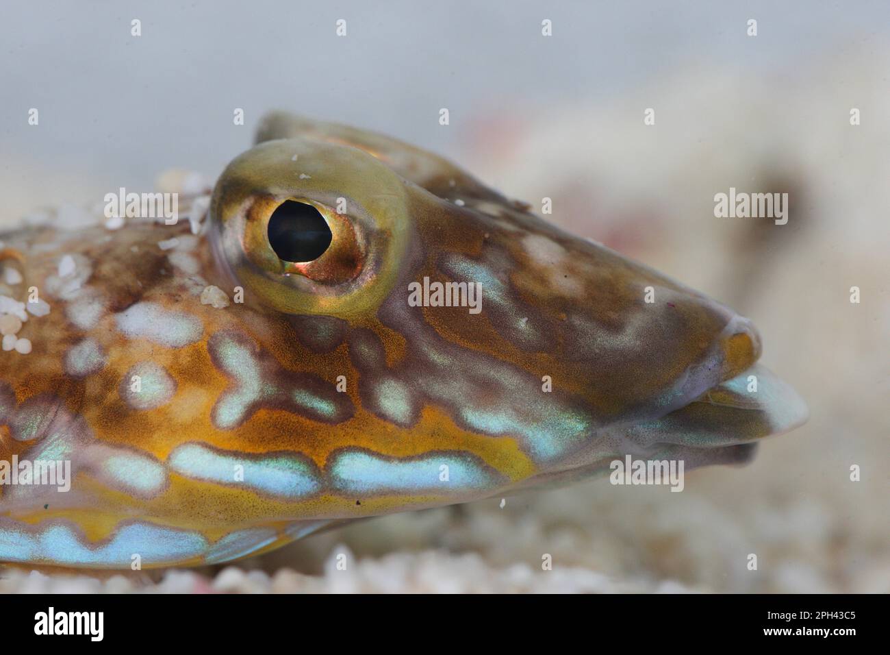 Common dragonet (Callionymus lyra), Striped lyrefish, Lyrefish, Animals ...