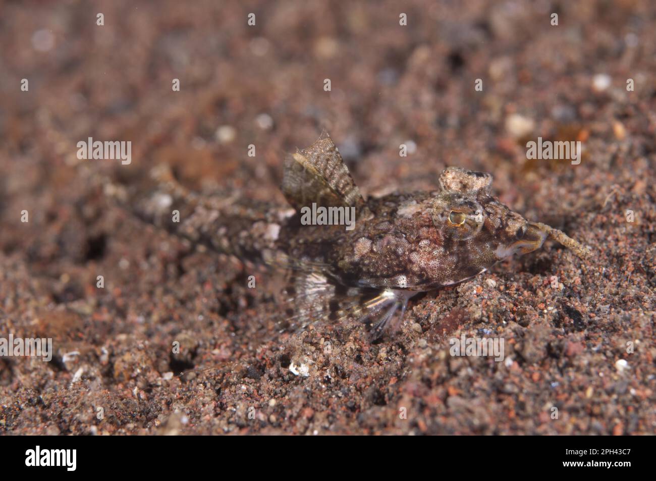 Superb Dragonet (Callionymus superbus), adult, resting on sand, Seraya ...