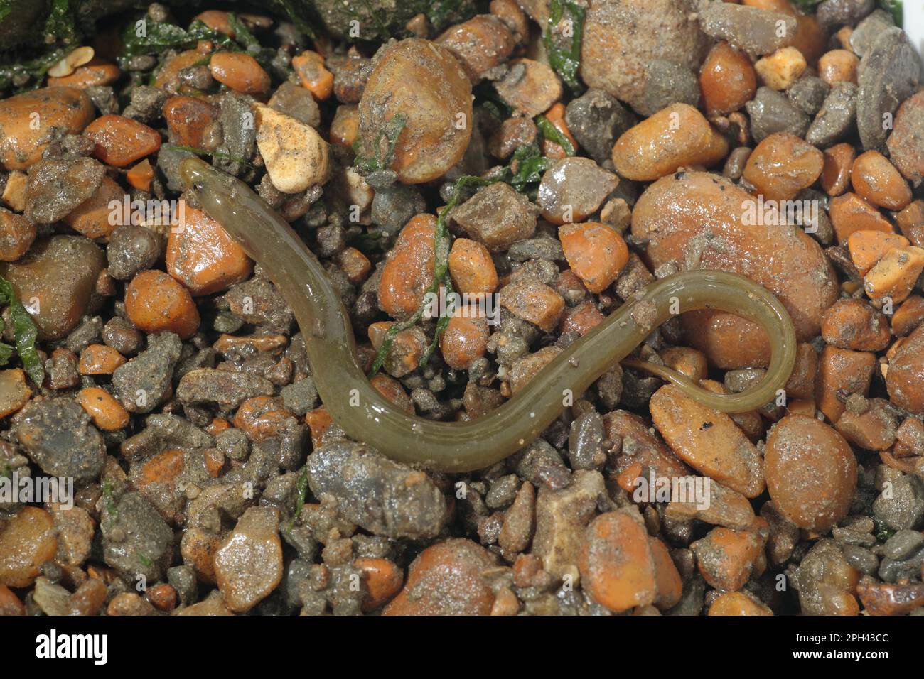Young eel hi-res stock photography and images - Alamy