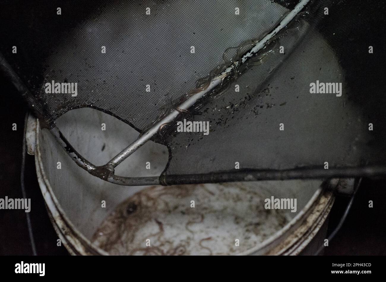European Eel (Anguilla anguilla) elvers, caught in net, being emptied ...