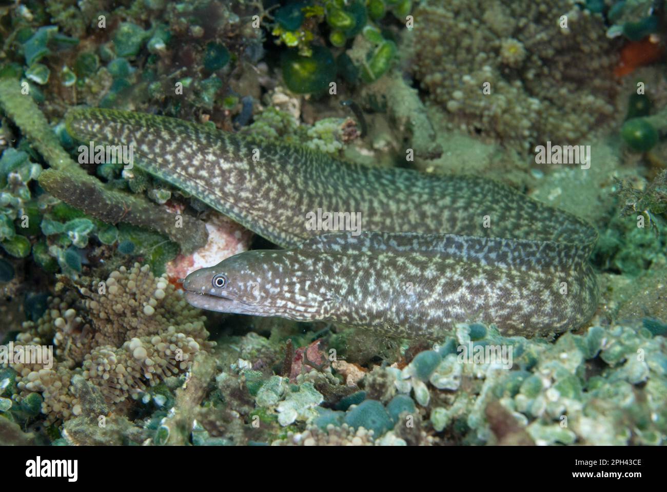 Reticulated moray (Gymnothorax richardsoni) adult, swimming in reef ...