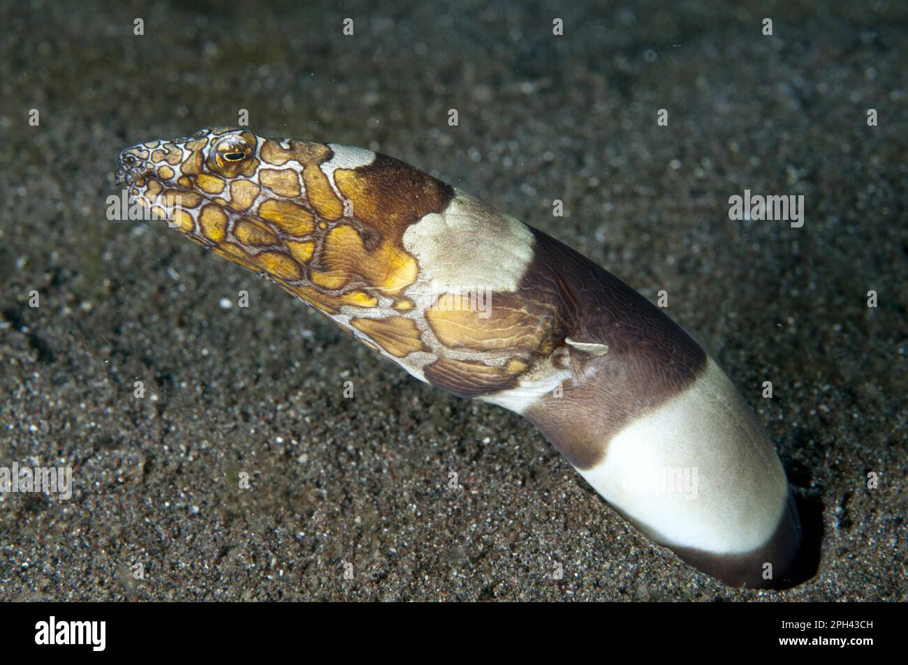 Bonapart snake-eel, Bonapart snake-eel (Ophichthus bonaparti), Eels ...