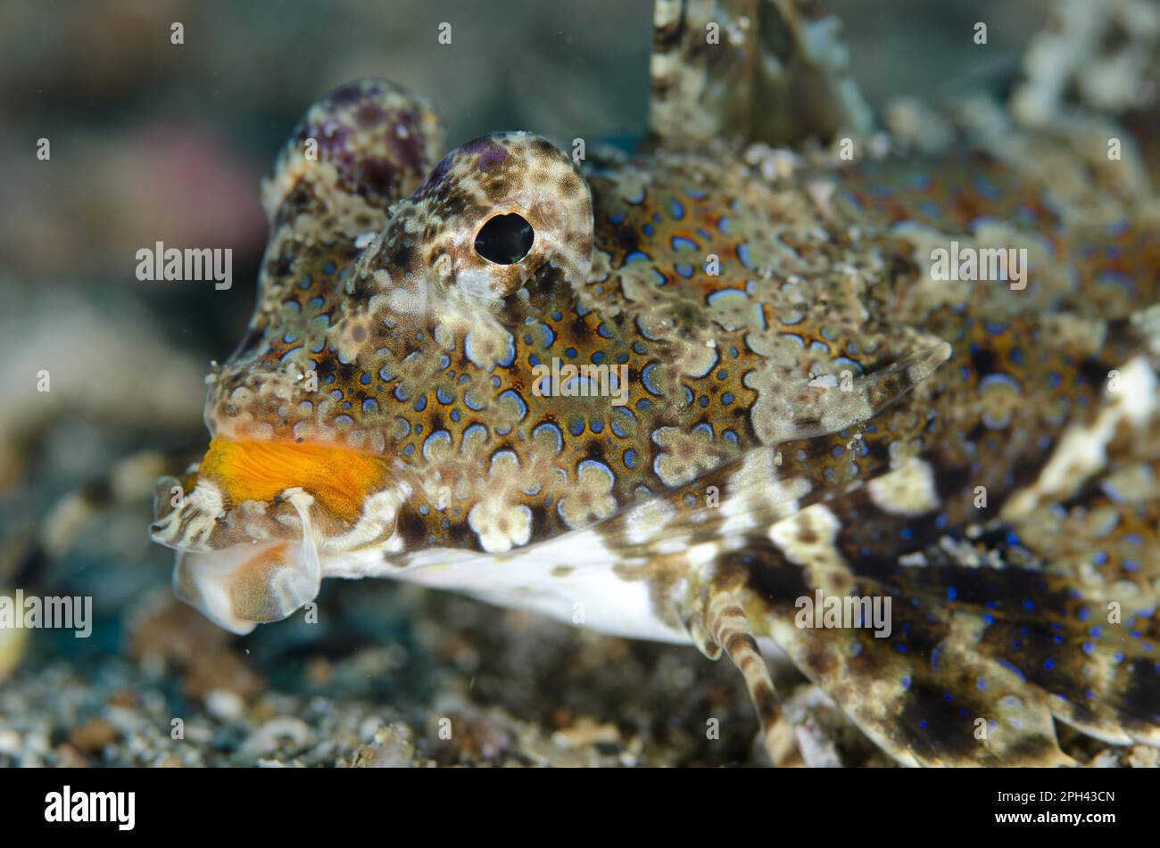 Kuiter's Dragonet (Dactylopus kuiteri) adult, close-up of head, Lembeh ...