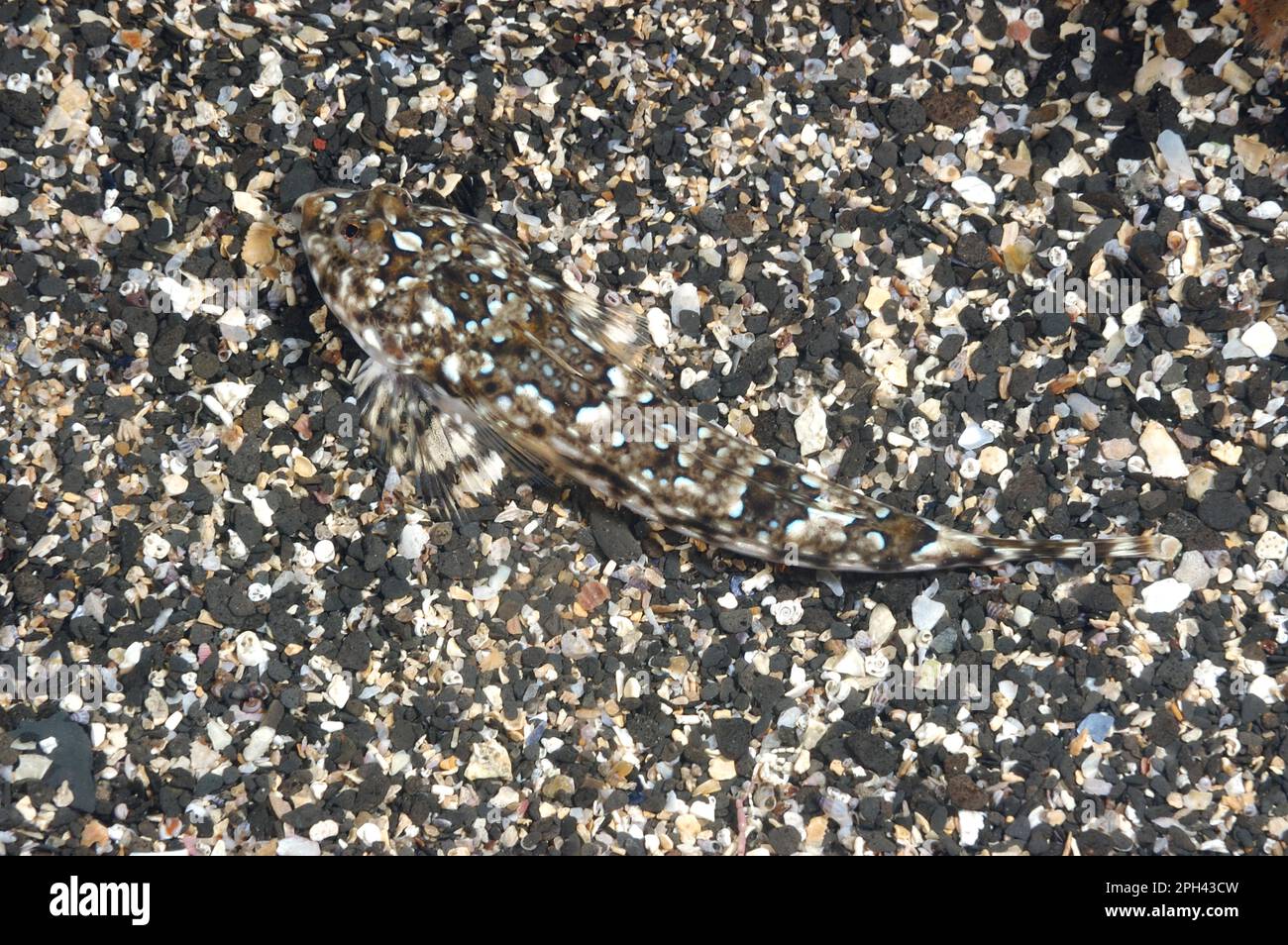 Common Dragonet (Callionymus lyra) adult, camouflaged on sandy seabird ...