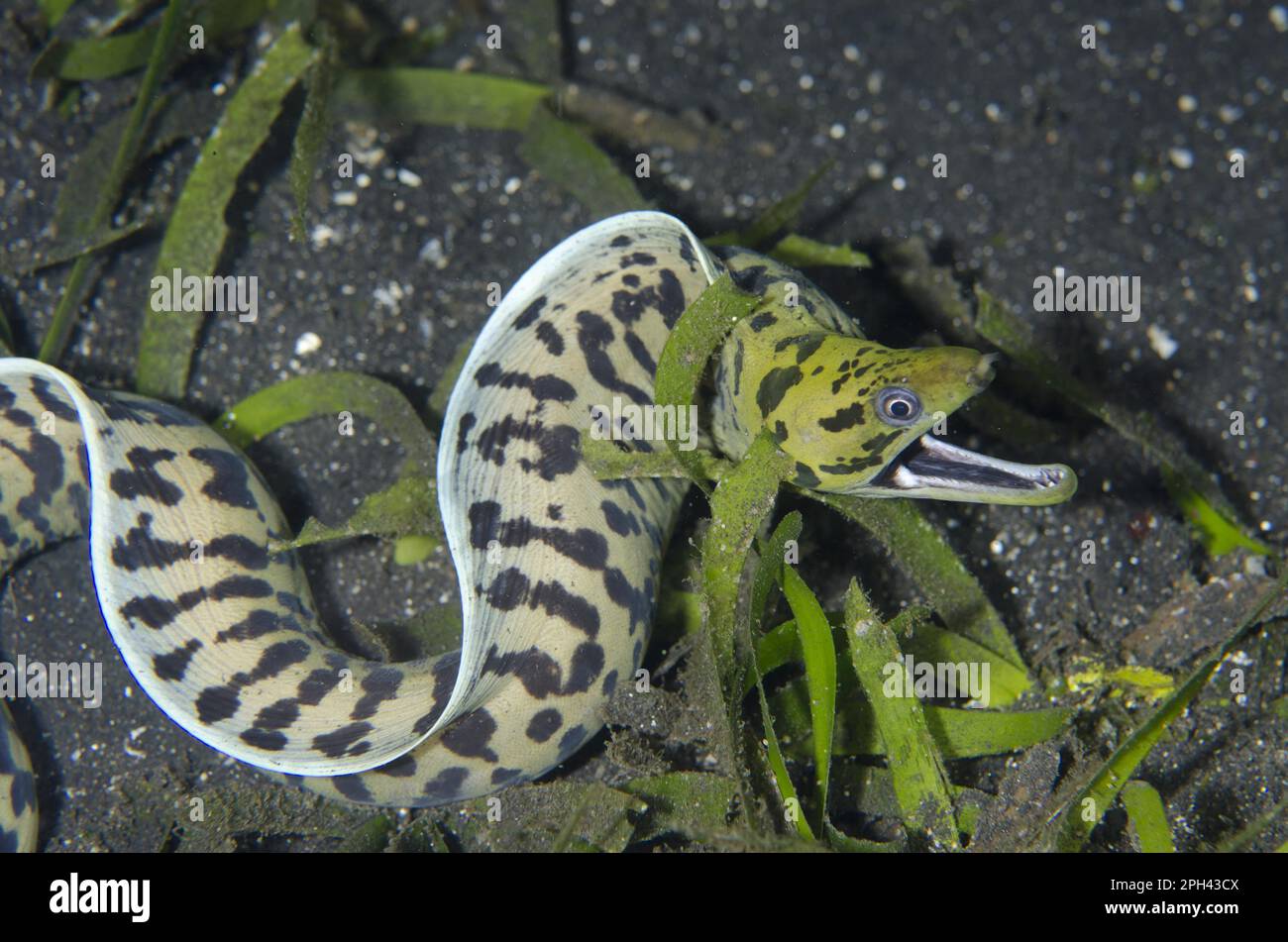 Fimbriated Moray (Gymnothorax fimbriatus) Eel adult, with mouth open ...
