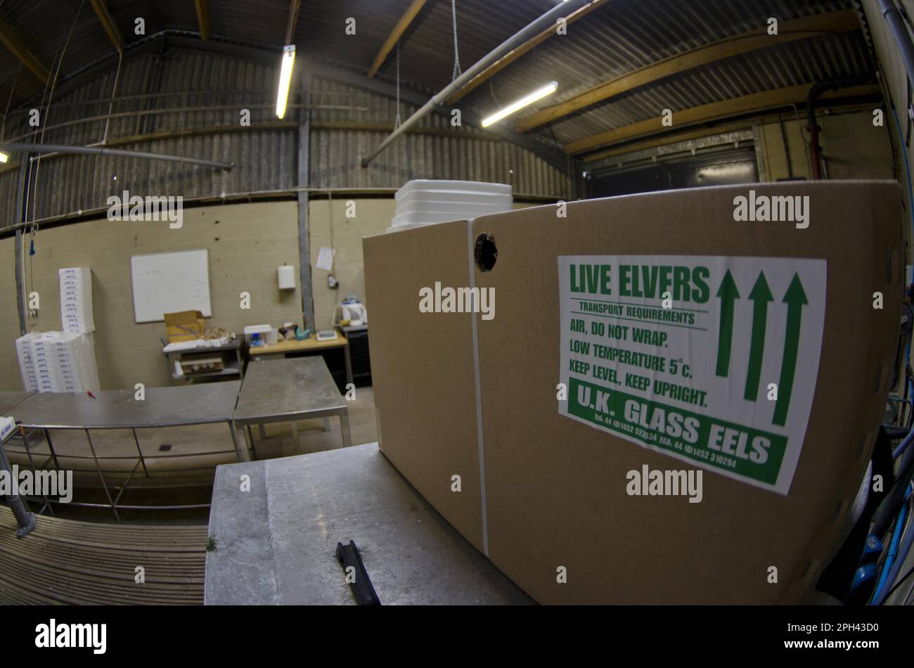 European Eel (Anguilla anguilla) young, in 'Live Elvers' box at captive ...