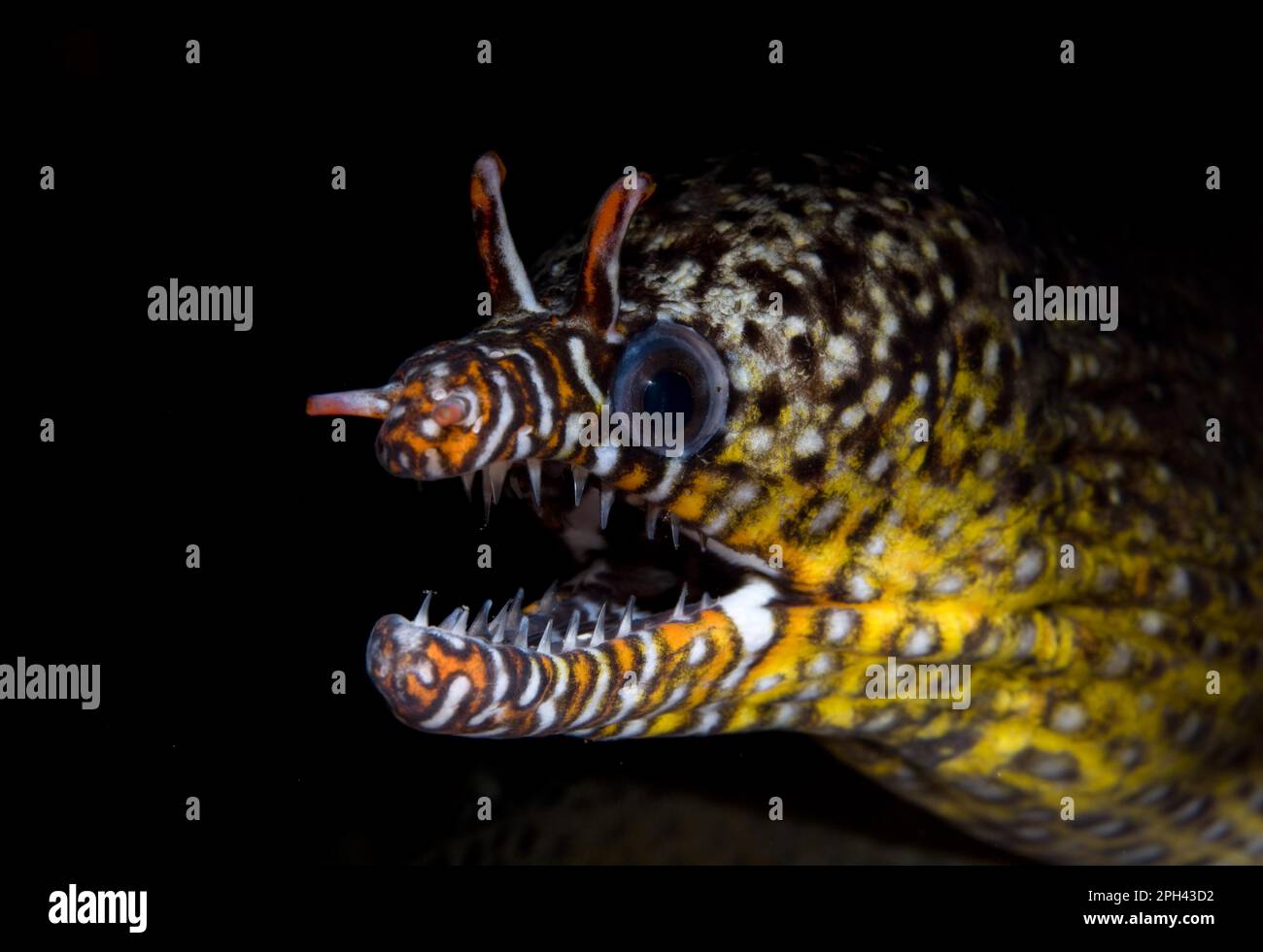 Chinese Dragon Eel