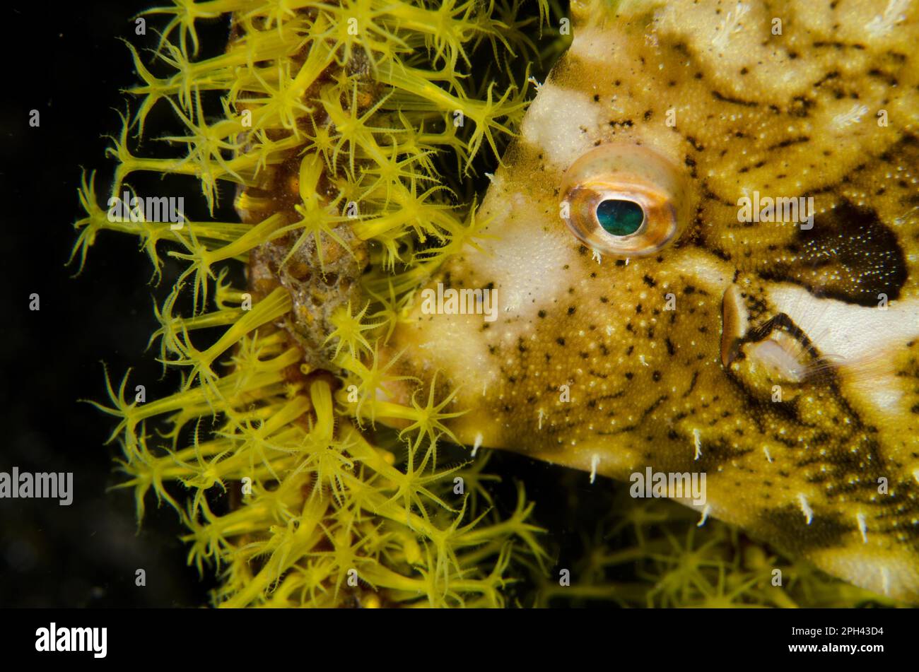 Strapweed Filefish (Pseudomonacanthus macrurus) adult, close-up of head ...