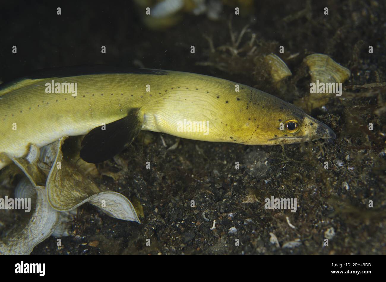 Highfin Snake-eel (Ophichthus altipennis) adult, close-up of head, free ...