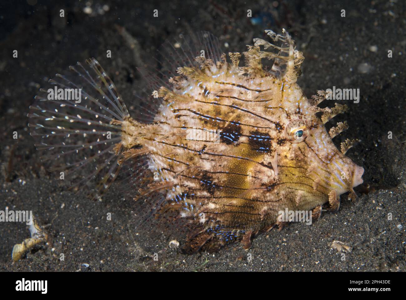 Leatherjackets hi-res stock photography and images - Alamy