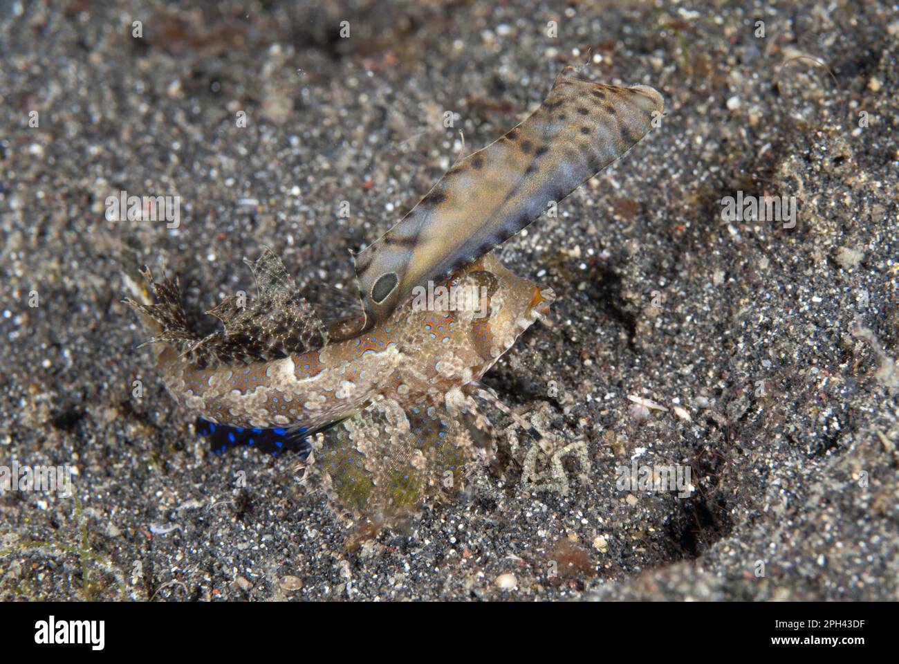 Kuiter's Dragonet (Dactylopus kuiteri) adult, on black sand, Jahir ...