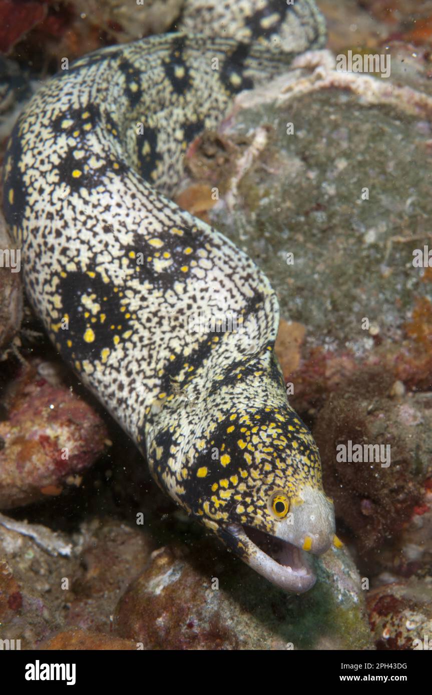 Snowflake Moray (Echidna nebulosa) Eel adult, on reef, Ambon Island ...