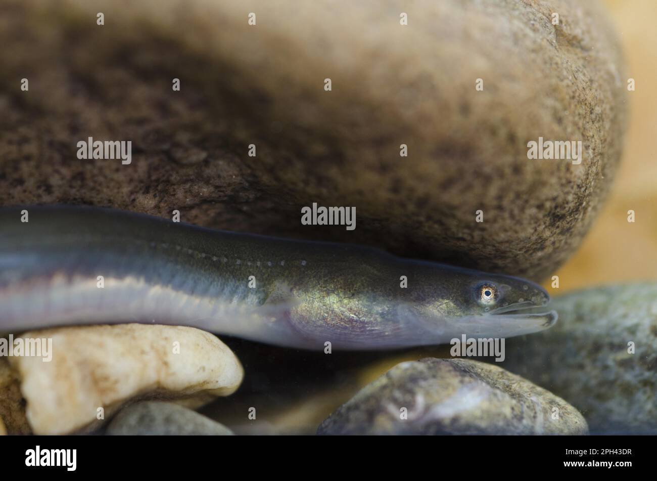 European Eel (Anguilla anguilla) immature, close-up of head, in tank ...