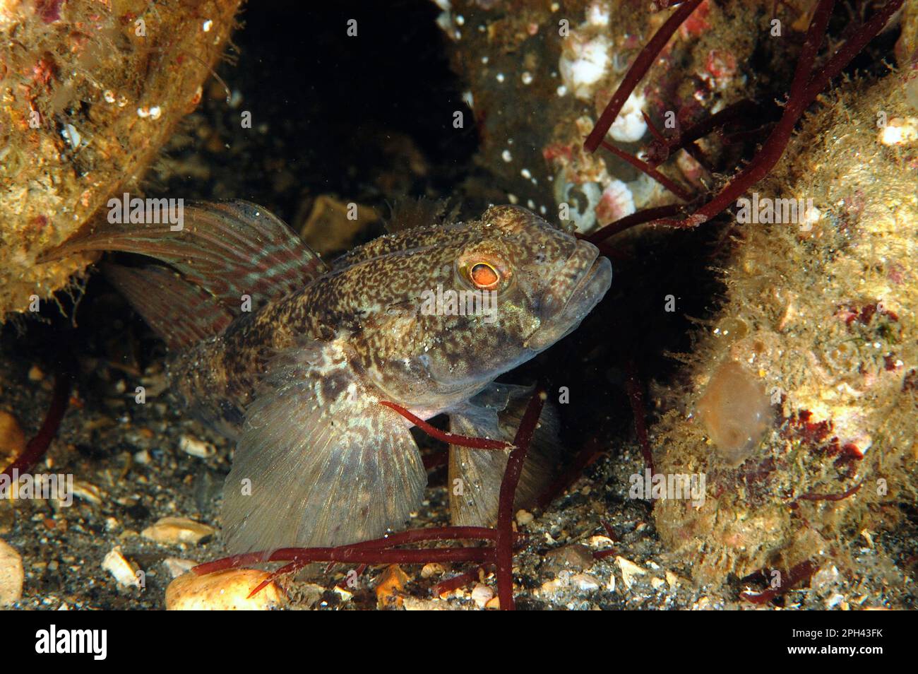 Black Goby (Gobius niger) adult, on mixed gravel and rocky seabed ...