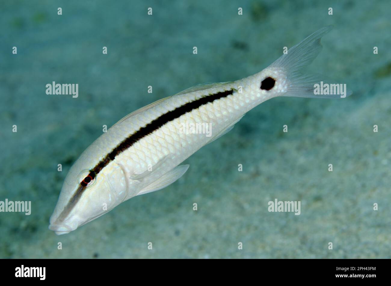 Mullet fish swimming hi-res stock photography and images - Alamy