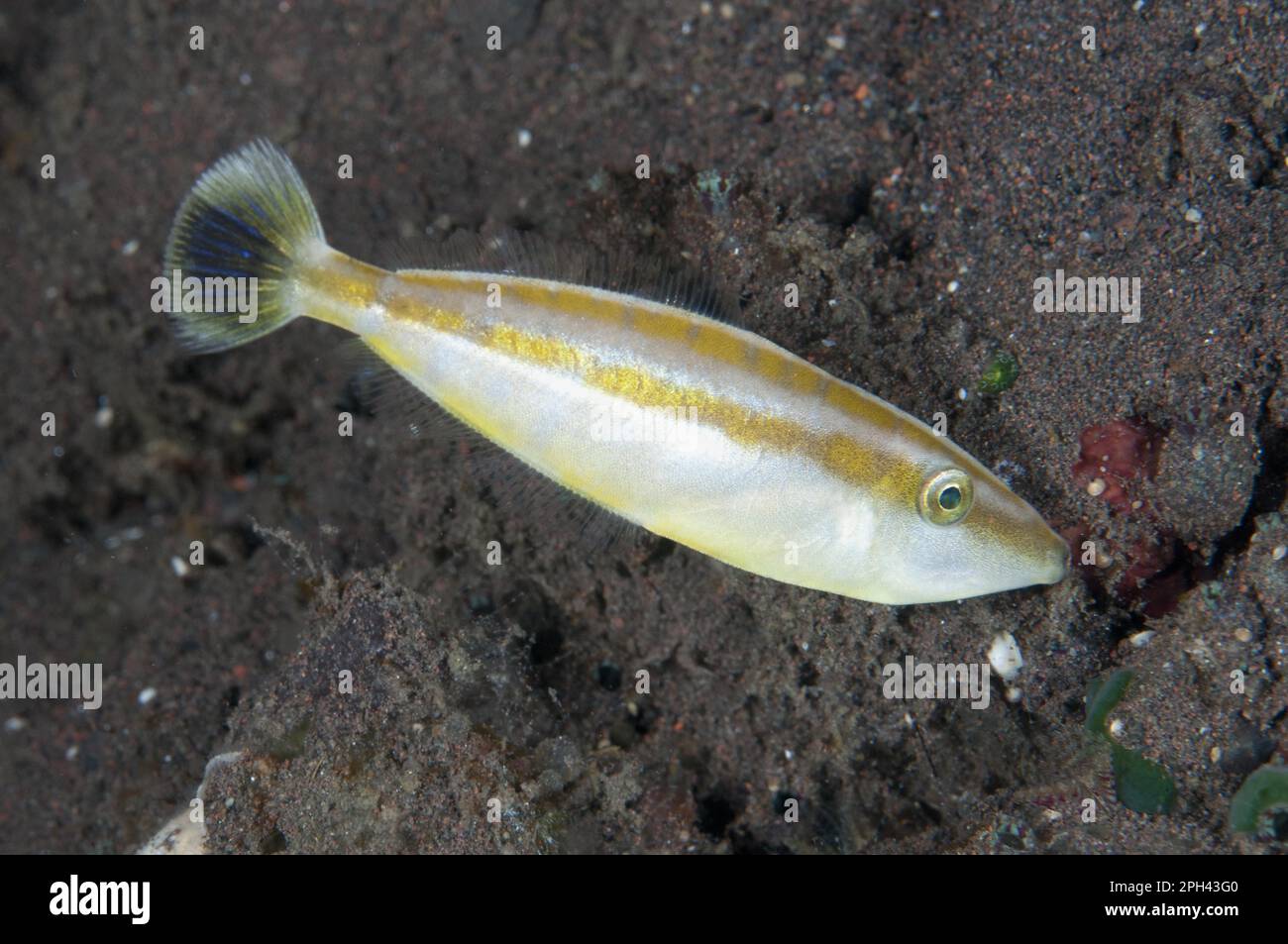 Rhinoceros filefish hi-res stock photography and images - Alamy