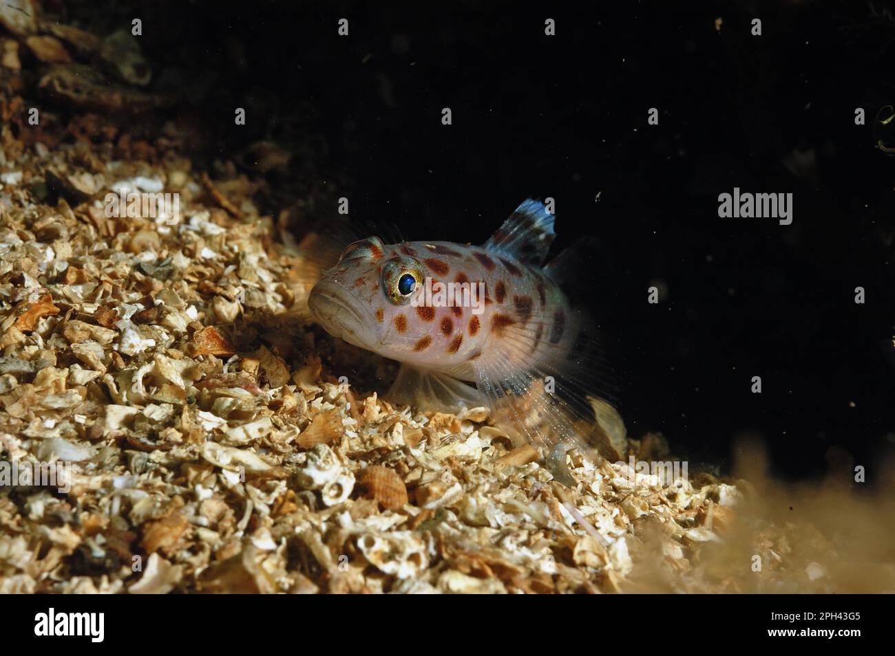 Leopard-spotted Goby (Thorogobius ephippiatus) adult, on seabed in sea ...