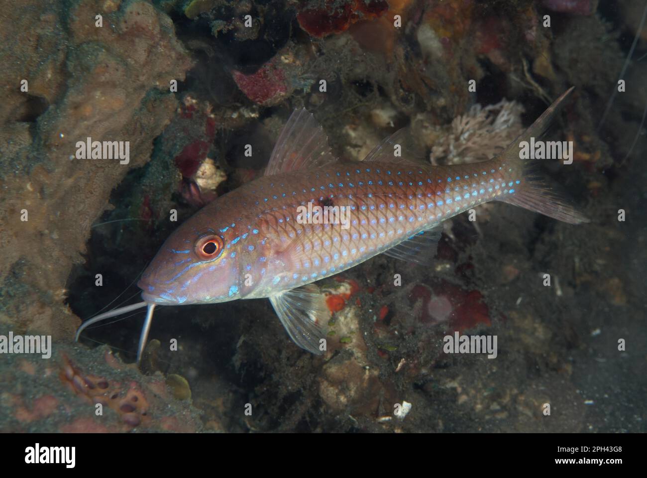 Red-spotted mullet, Red-spotted mullet, Other animals, Fish, Perch-like ...