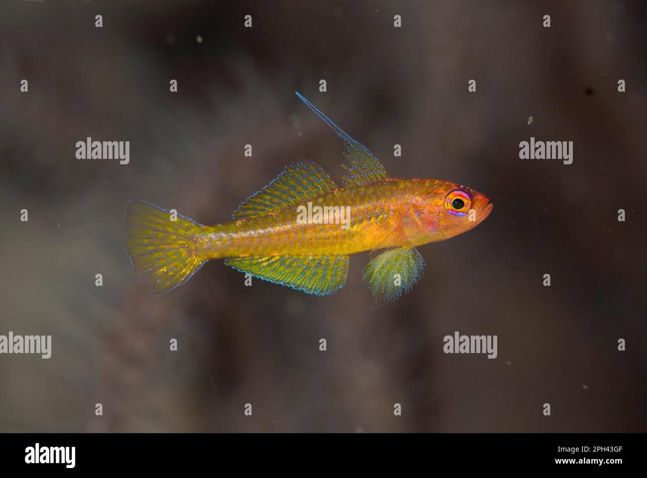 Taylor's Dwarfgoby (Trimma taylori) adult, with extended fins, Lembeh ...