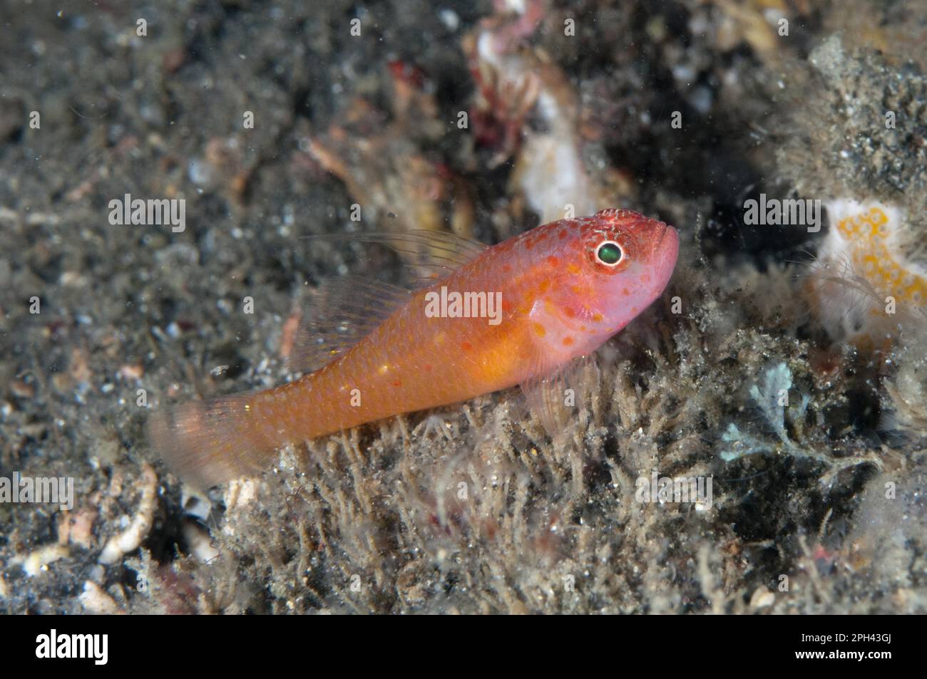 Coral Goby, Coral Gobies, Other Animals, Fish, Animals, Gobies, Redspot ...