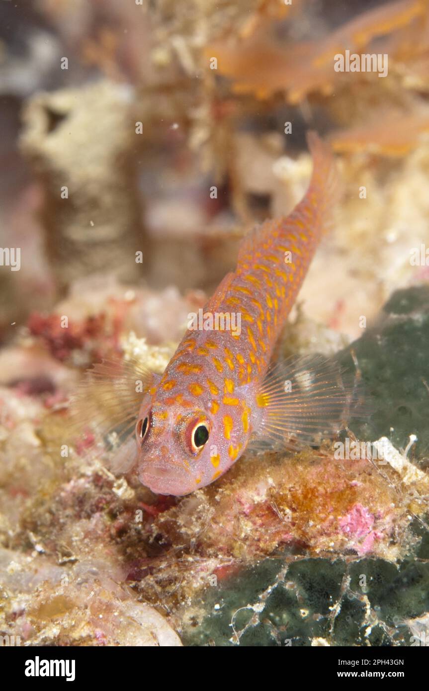 Okinawa Dwarfgoby (Trimma okinawae) adult, resting on coral, Dampier ...