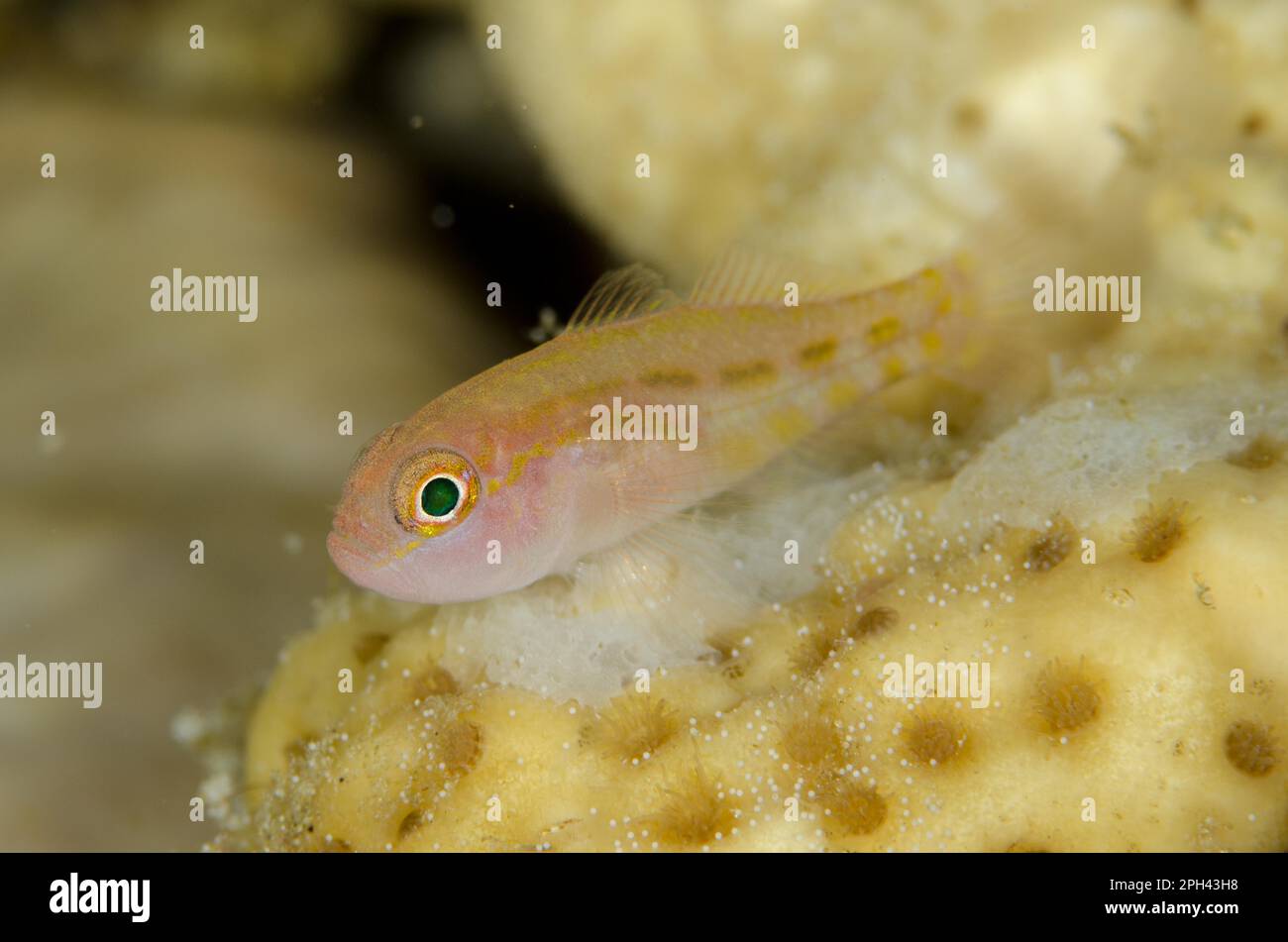 Yano's Dwarfgoby (Trimma yanoi) adult, Tanjung Tutunuuake, Wetar Island ...
