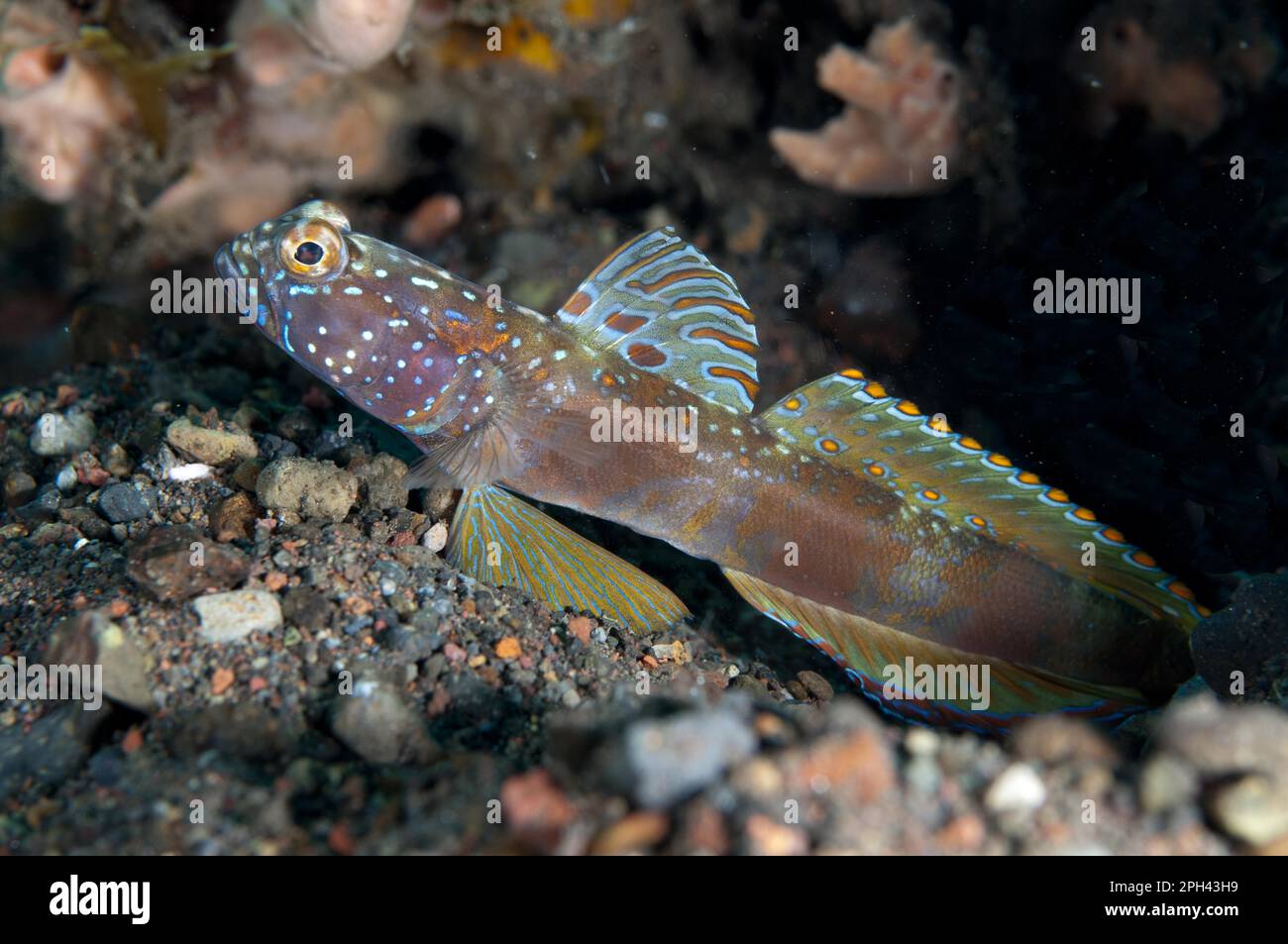 Metallic Shrimpgoby (Amblyeleotris latifasciata) adult, with fin ...