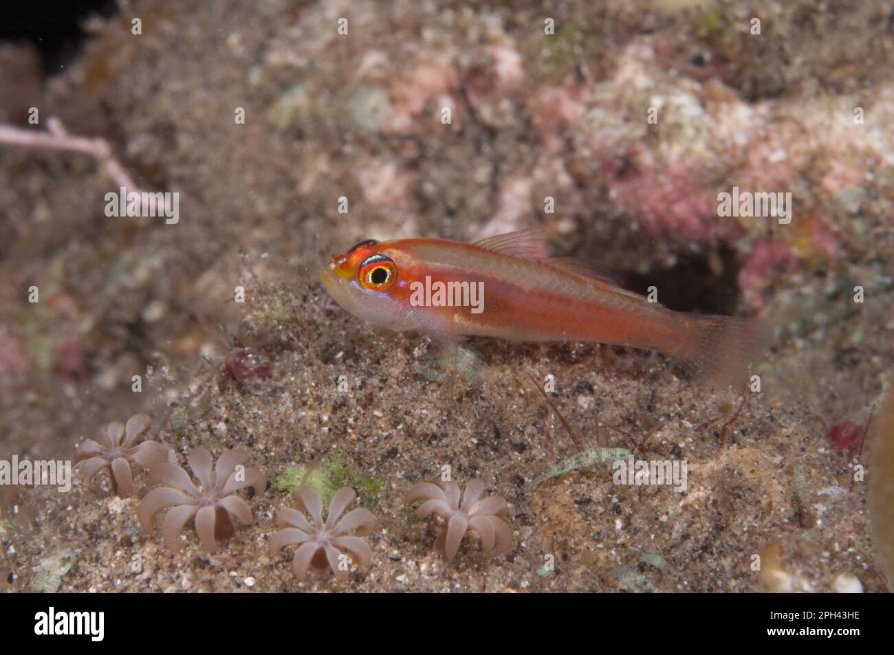 Coral Goby, Coral Gobies, Other Animals, Fish, Animals, Gobies, Pale ...