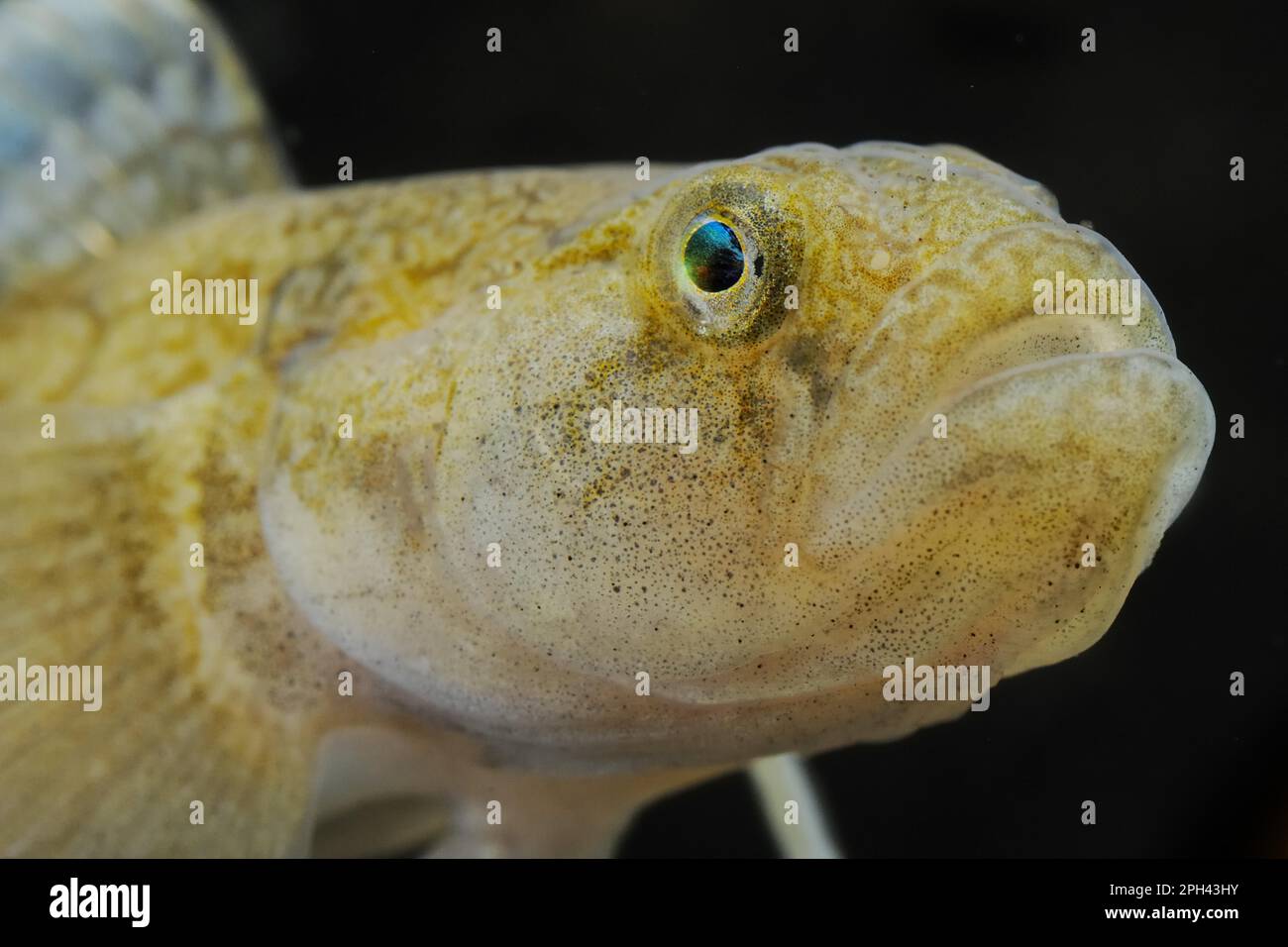 Common Goby (Padogobius bonelli) adult, close-up of head, Italy Stock ...