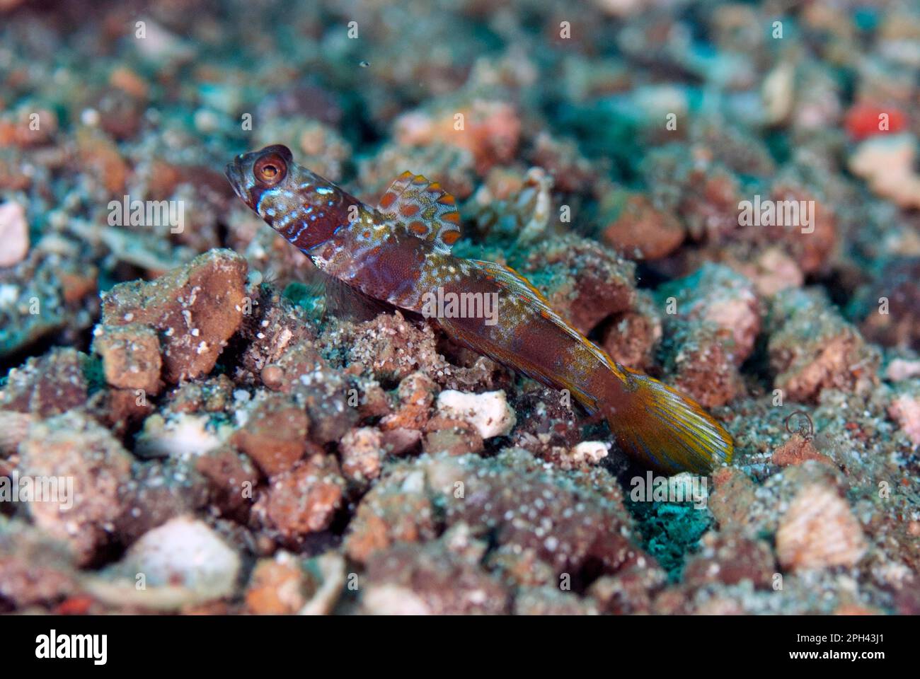 Metallic Shrimpgoby (Amblyeleotris latifasciata) adult, with dorsal fin ...