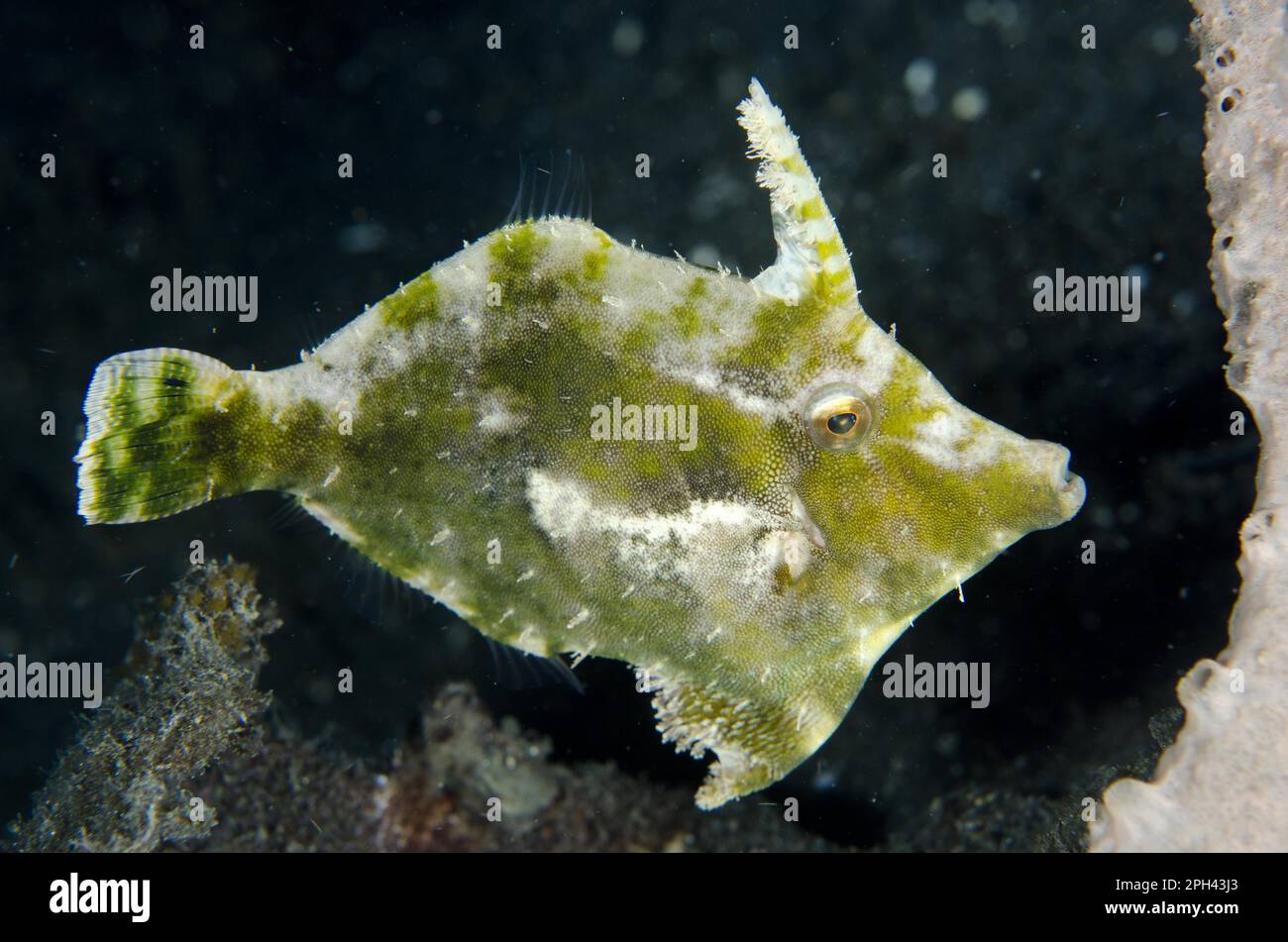Seagrass Filefish (Acreichthys tomentosus) adult, swimming, Lembeh ...