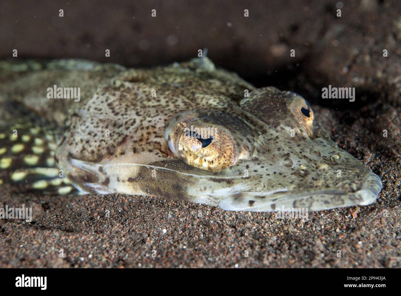 Welander's Flathead (Rogadius welanderi) adult, close-up of head ...