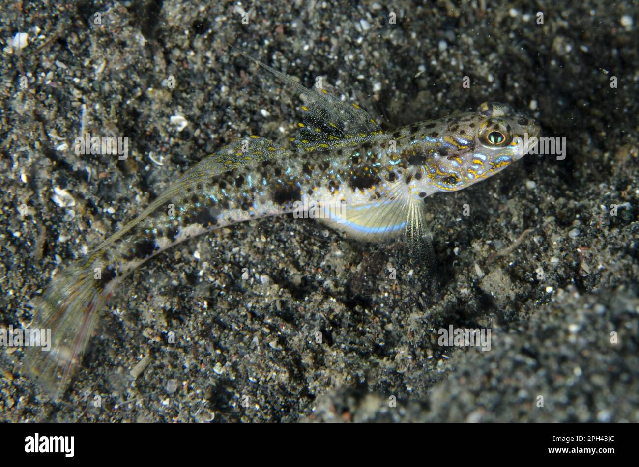 Yellowfoot Shrimpgoby (Vanderhorstia phaeosticta) adult, resting on ...