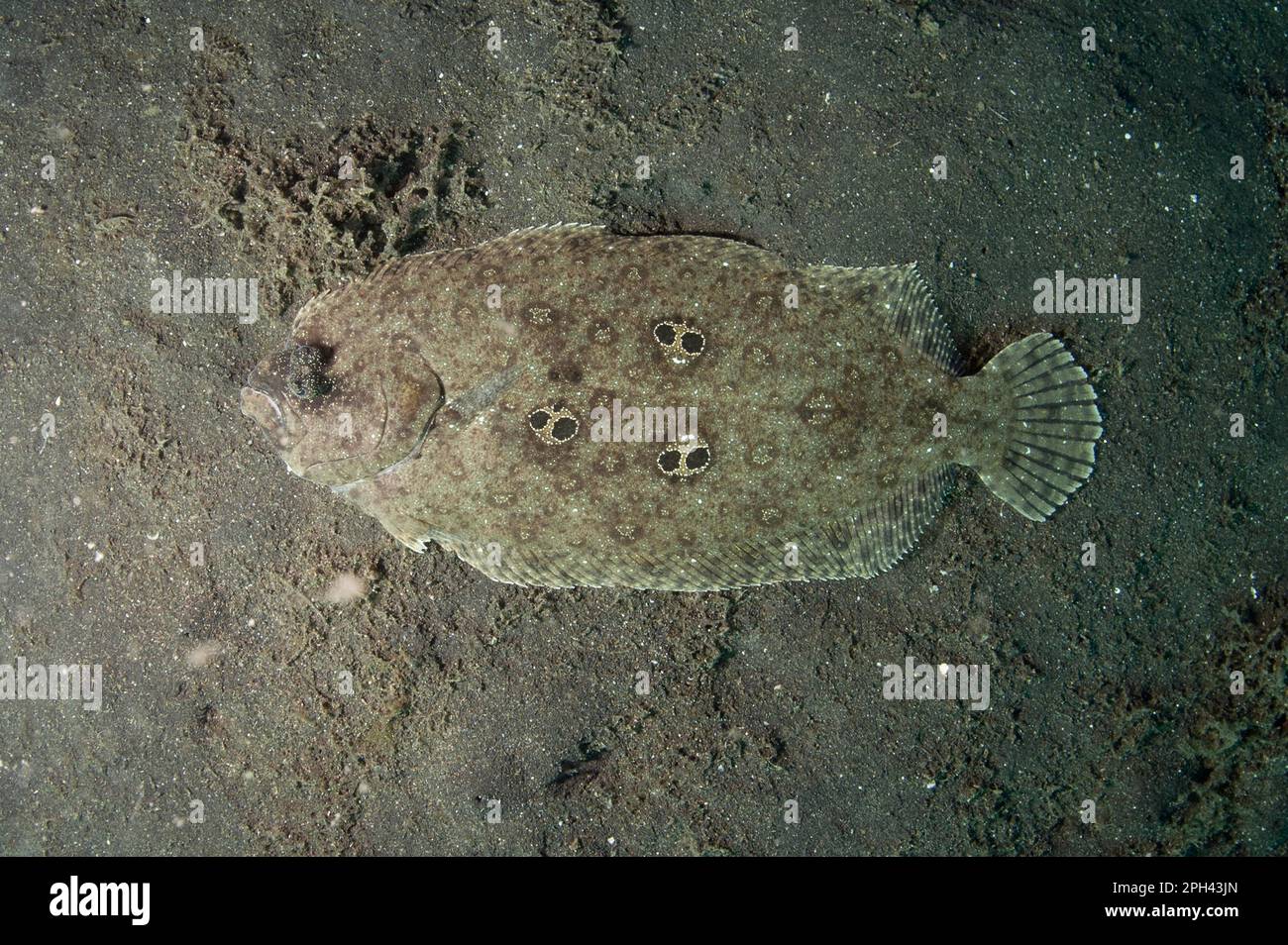 Ocellated Flounder (Pseudorhombus dupliciocellatus) adult, resting on ...