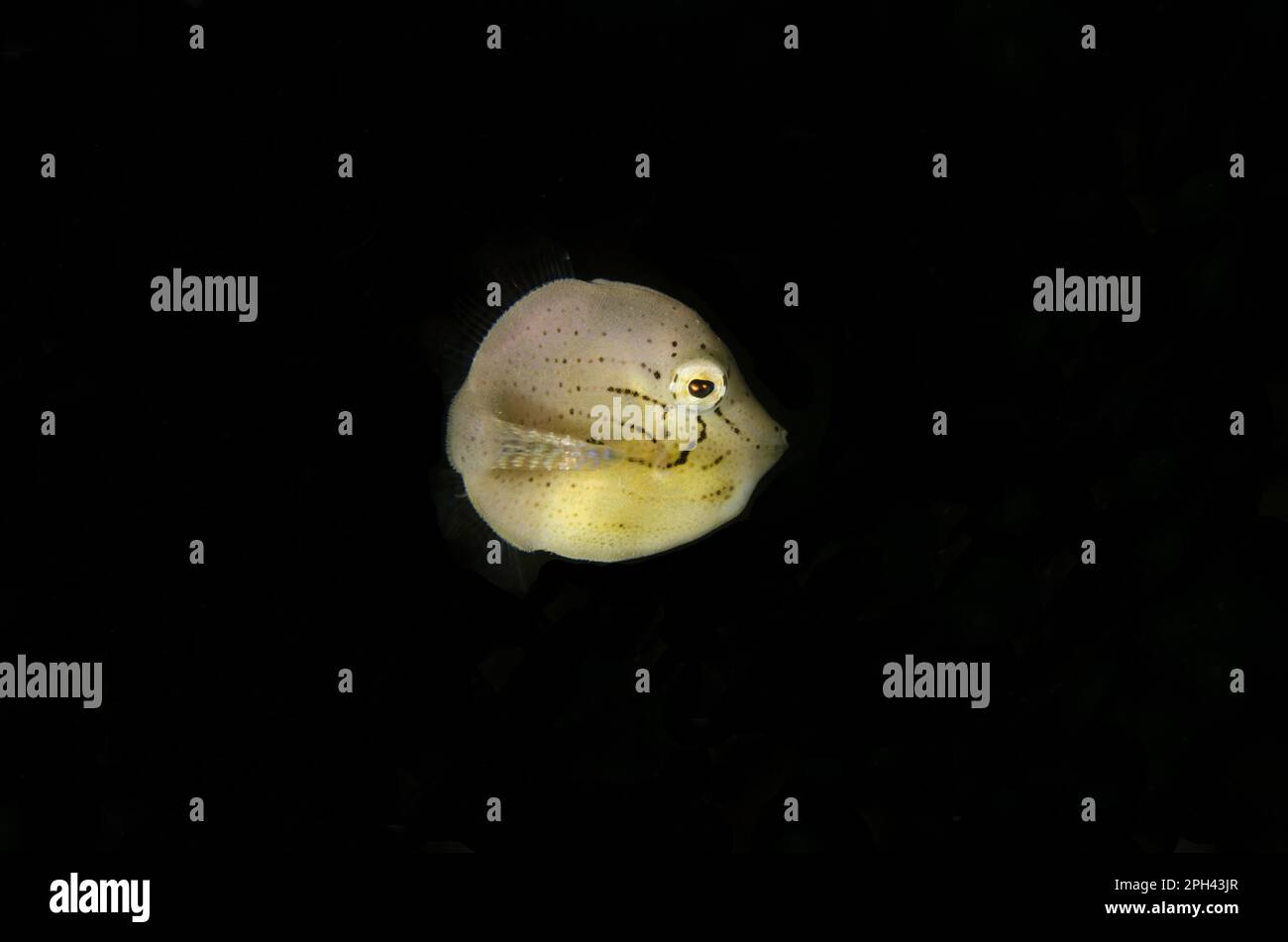 Taylor's Filefish, Taylor's Dwarf Filefish, Taylor's Filefish, Taylor's ...