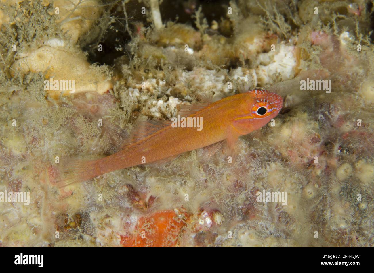 Coral Goby, Coral Gobies, Other Animals, Fish, Animals, Gobies ...