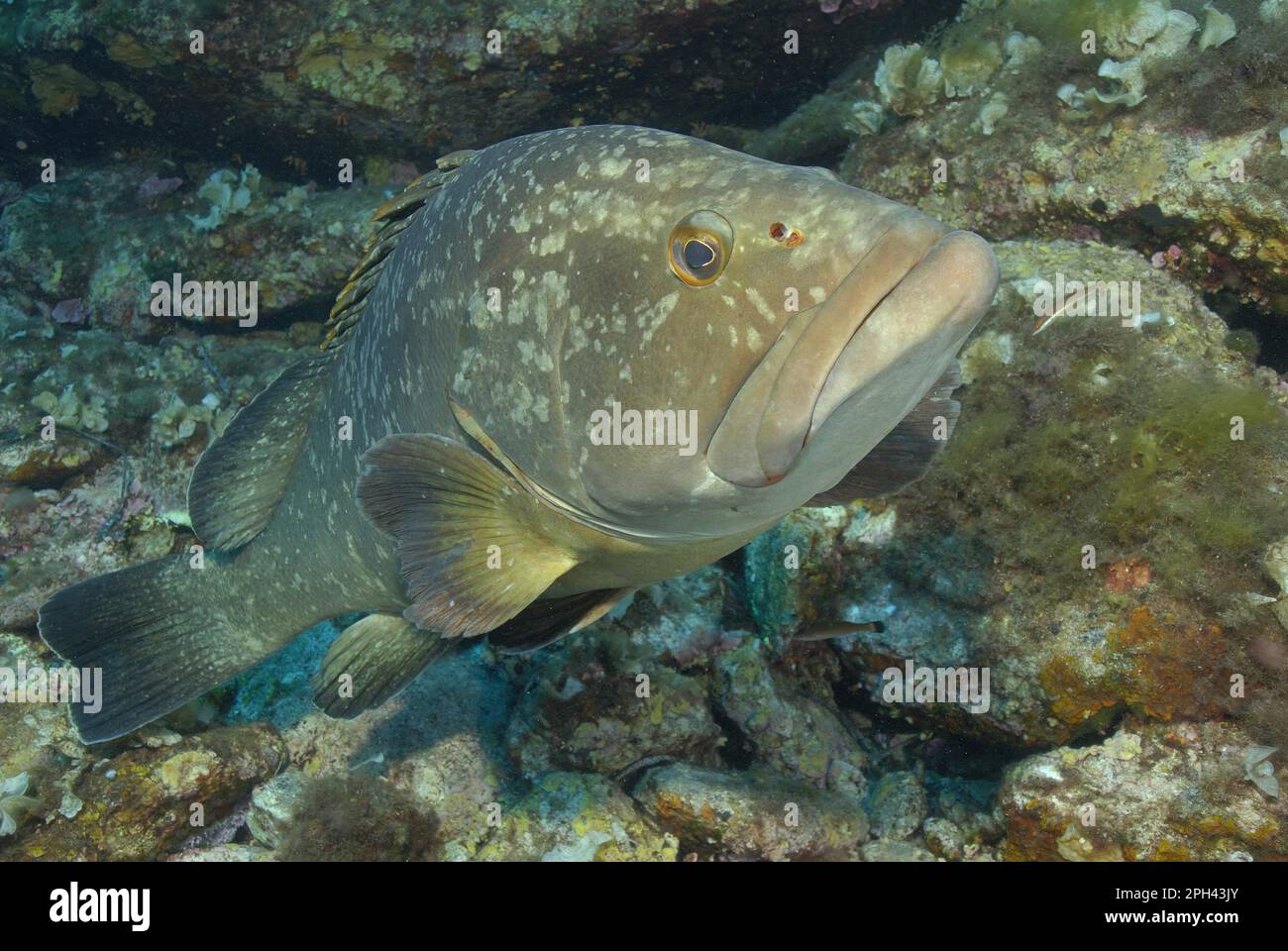 Dusky groupers hi-res stock photography and images - Alamy