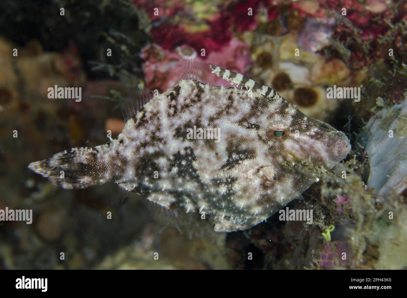 Tang filefish hi-res stock photography and images - Alamy