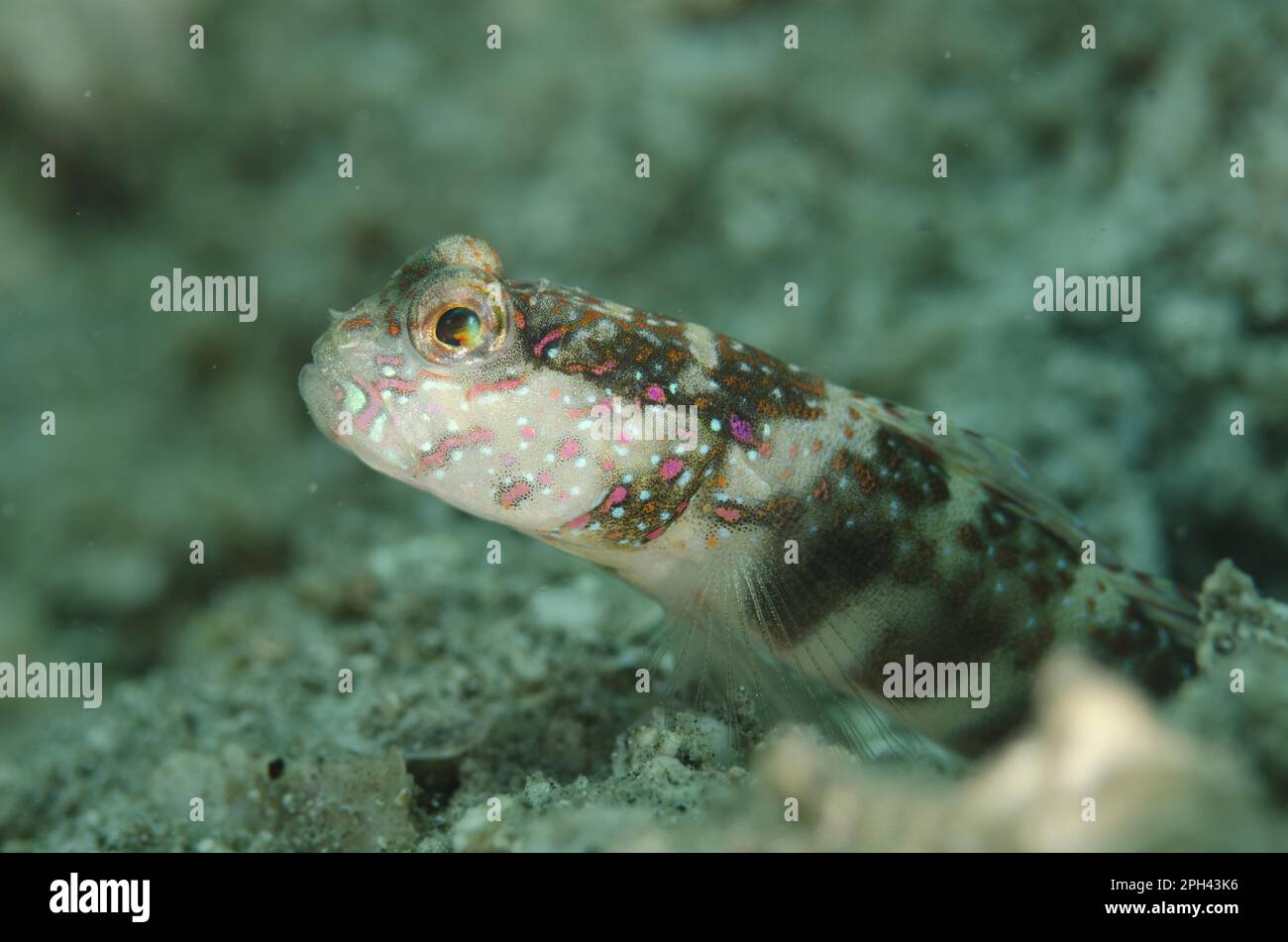Pink-spotted shrimp goby (Cryptocentrus leptocephalus) adult, at the ...