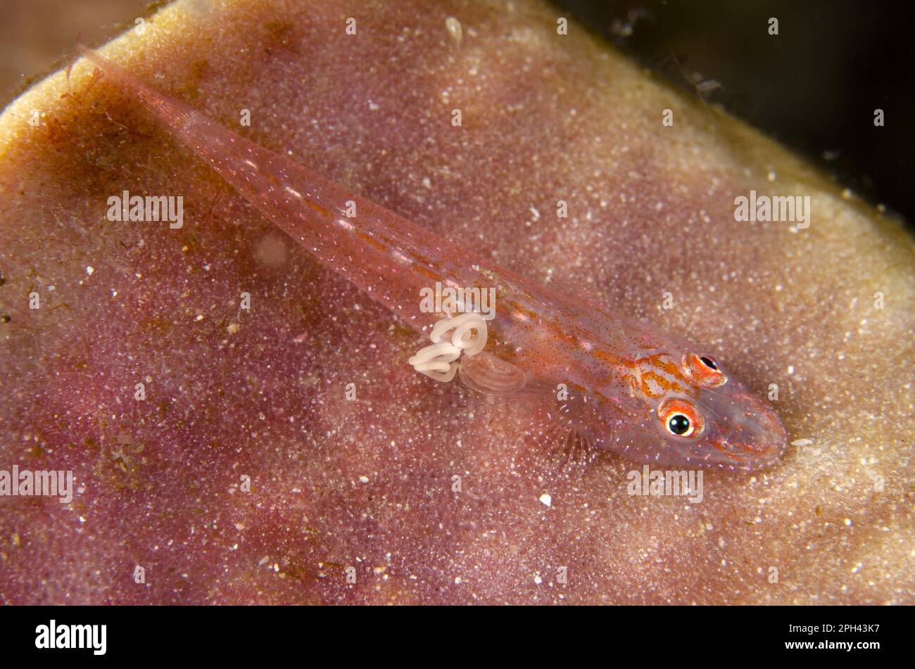 Slender Spongegoby (Phyllogobius platycephalops) adult, with parasite ...