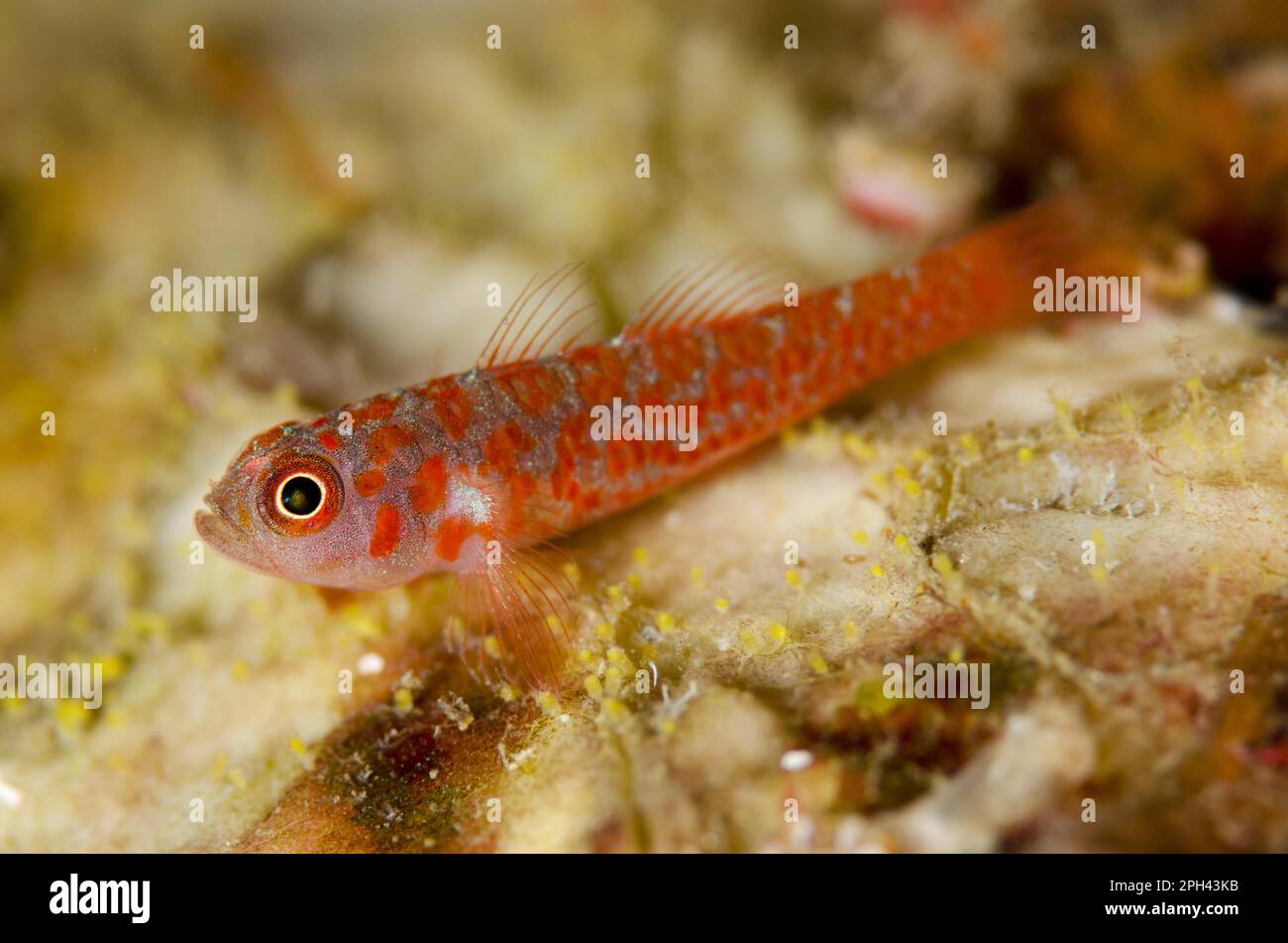 Greybeard goby (Trimma annosum) adult, Batu Angus, Lembeh Strait ...