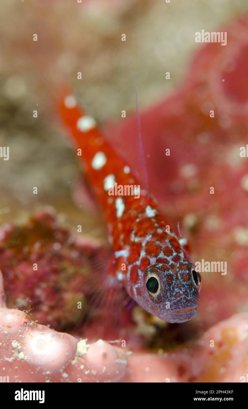 Naude's Rubble Dwarfgoby (Trimma naudei) adult, Lembeh Straits ...