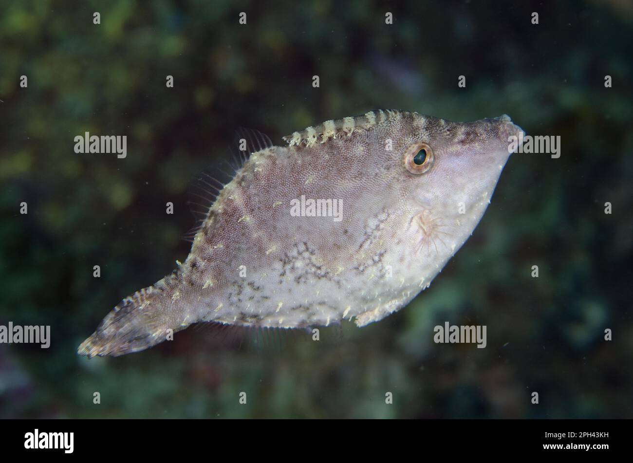 Seagrass Filefish (Acreichthys tomentosus) adult, swimming, Lembeh ...