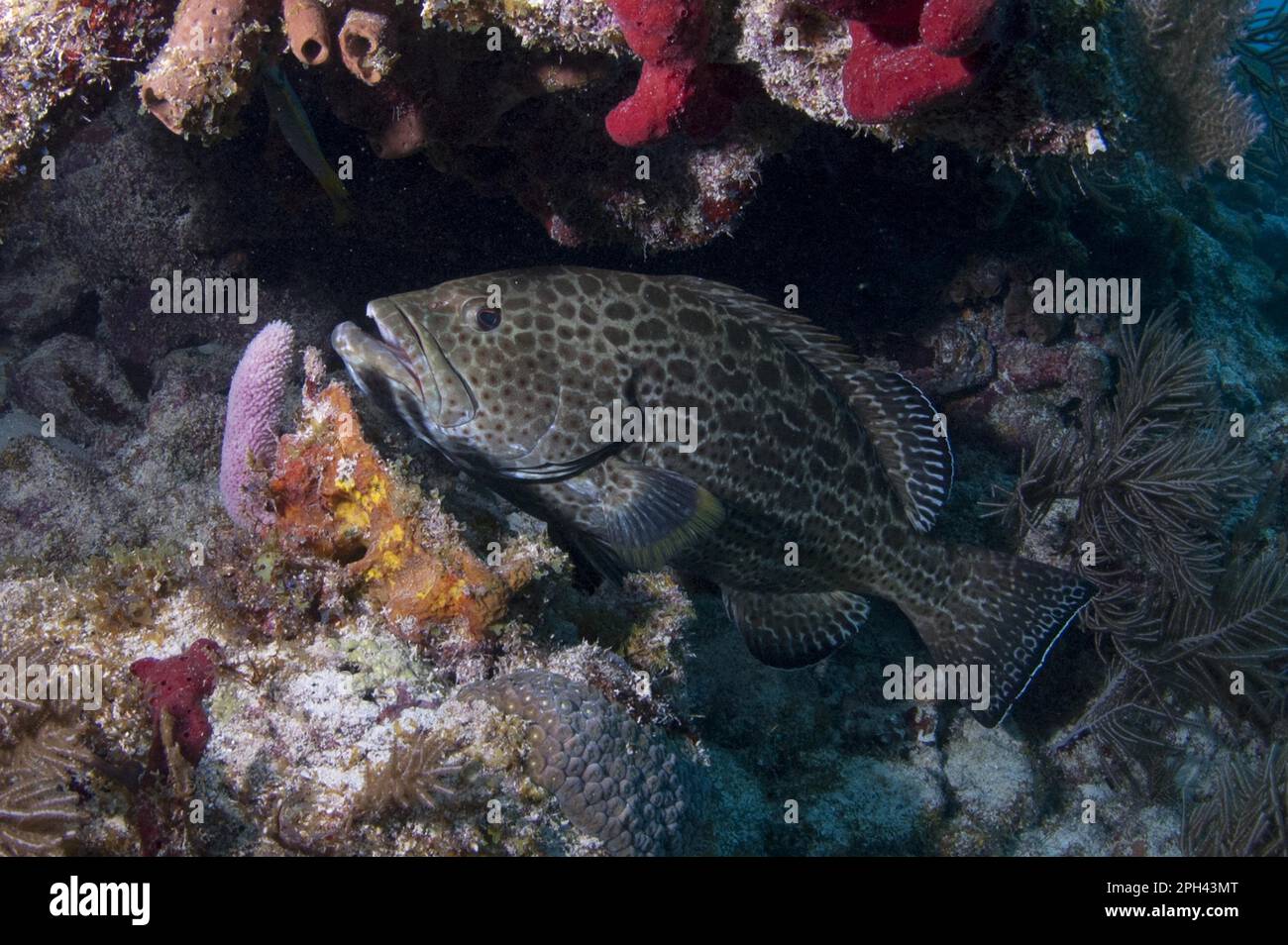 Adult yellowfin grouper (Mycteroperca venenosa), swimming in coral reef ...