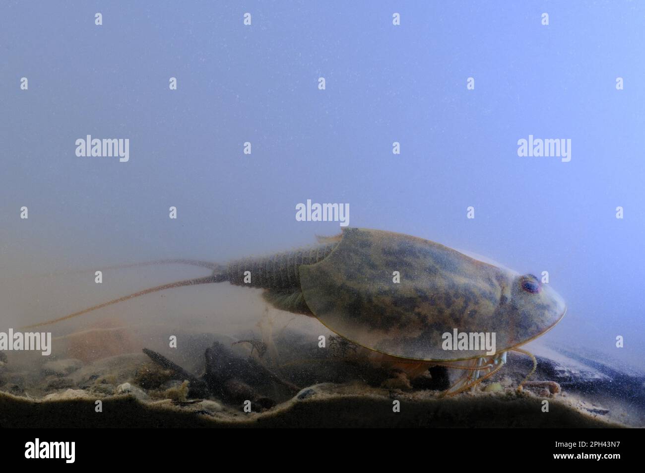 A Triops, A Prehistoric Dinosaur Shrimp, Pictured In A